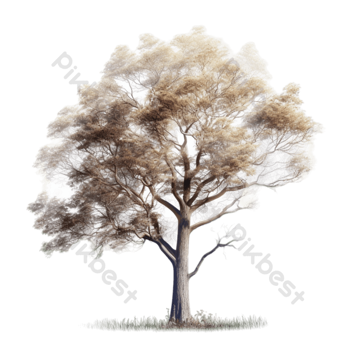 Forest Tree Isolated PNG Images | PSD Free Download - Pikbest